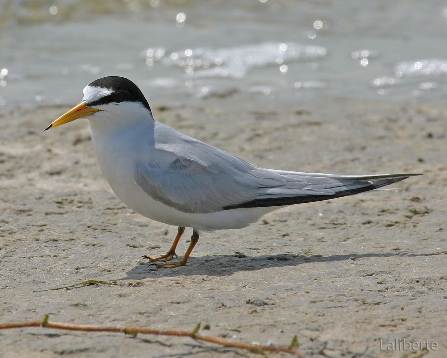 Least Tern Birds Wiki least-tern-birds-wiki