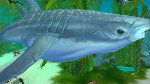Whale shark - WoWWiki - Your guide to the World of Warcraft Whale shark - WoWWiki - Your guide to the World of Warcraft