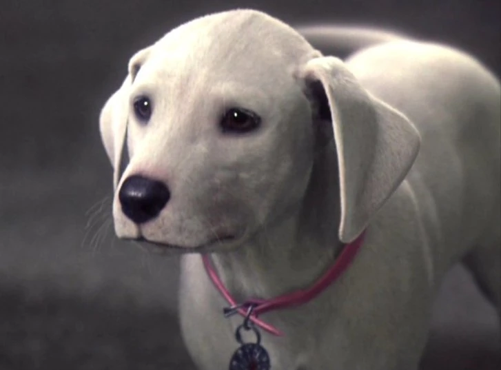 102 Dalmatians Oddball Gets Her Spots