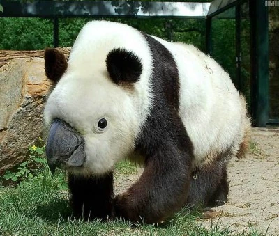 Imagen - Panda-bird-400x339.jpg - Wiki Glee