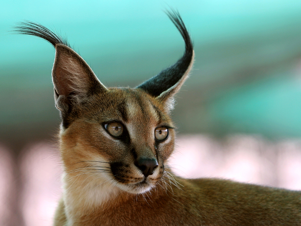 Caracal - Wiki Reino Animalia Caracal - Wiki Reino Animalia