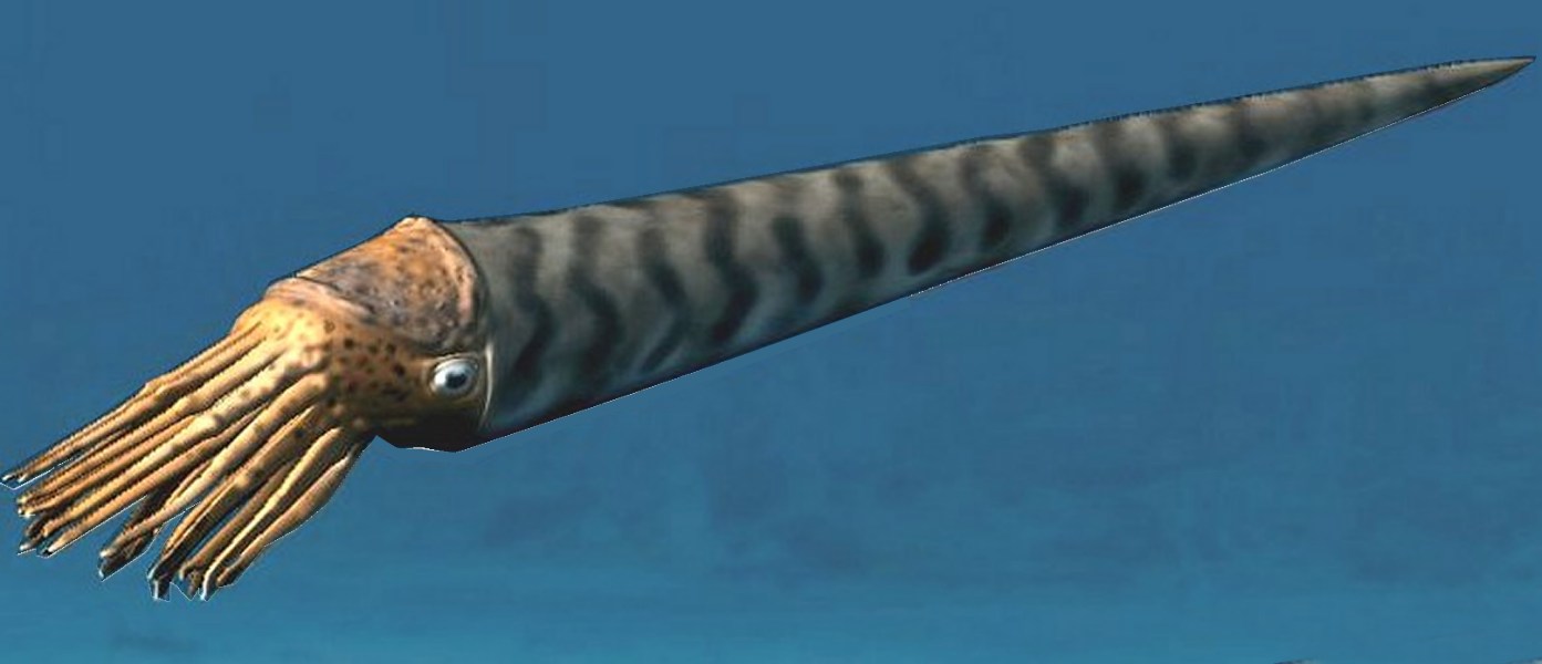 Orthoceras - Dinopedia - the free dinosaur encyclopedia