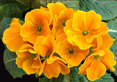 Magnoliophyta - Wiki Herbolaria