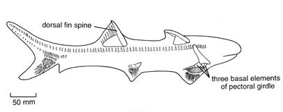 Ctenacanthus - Fossil Wiki, the paleontology wiki
