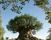 Menoa - Draconedia Wiki