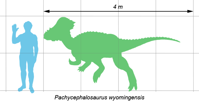 Pachycephalosaurus - Dinopedia - the free dinosaur encyclopedia