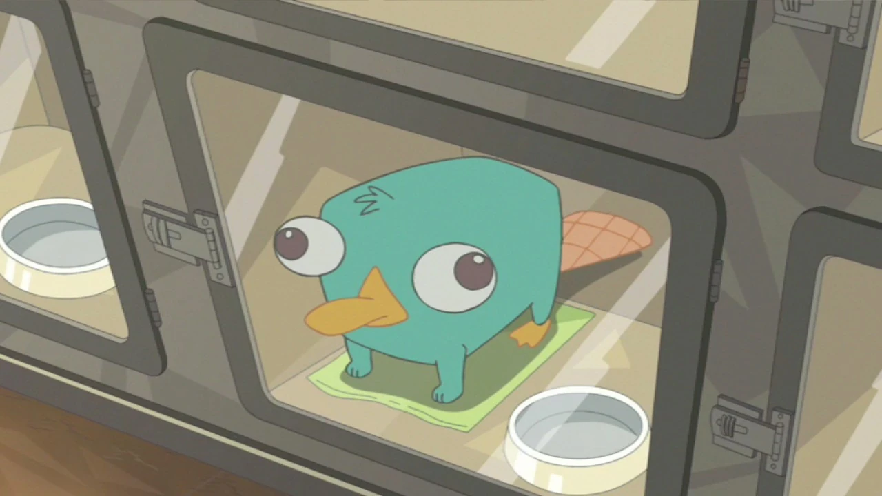 Baby Perry platypus - Imagui