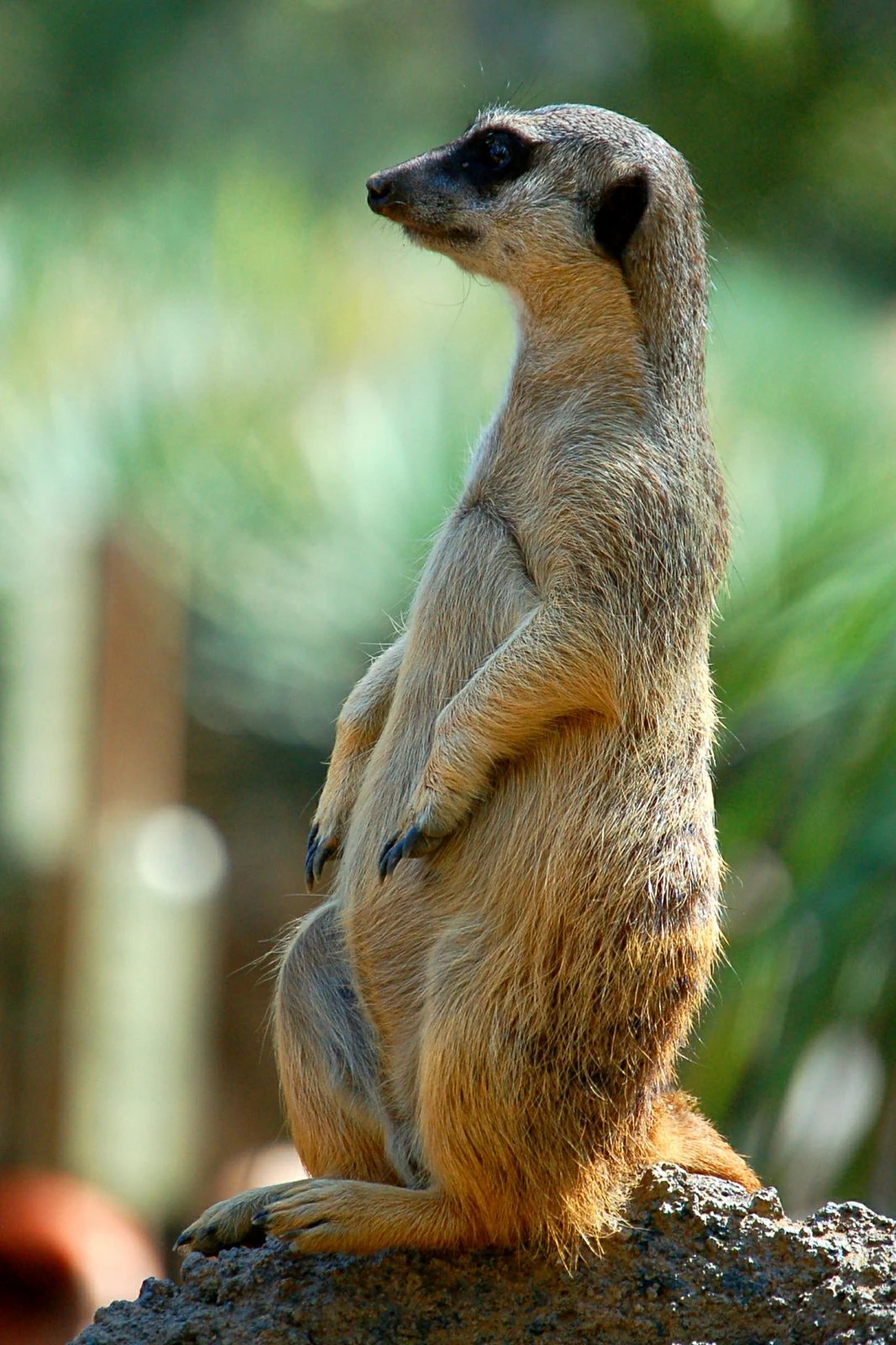 Suricato - Wiki Suricatos