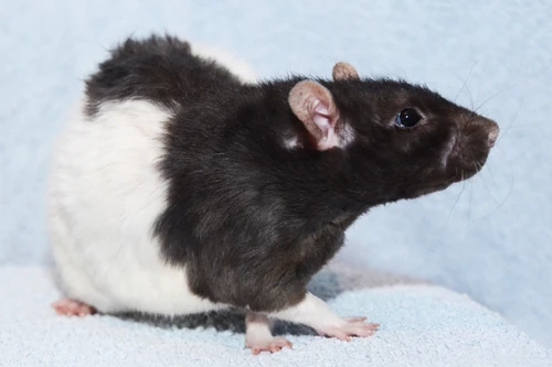 Rex - Tamme Ratten wiki