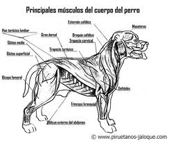 Archivo:Musculos caninos.jpg - Wiki Reino Animalia
