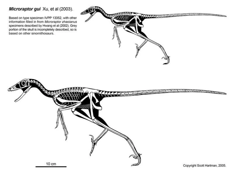 Microraptor - Mesozoic Wiki