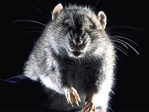 Image - Scary rat.jpg – Creepypasta Wiki - Wikia