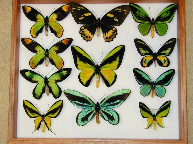 Image - Ornithoptera 1.jpg - Fauna and flora Wiki - Wikia
