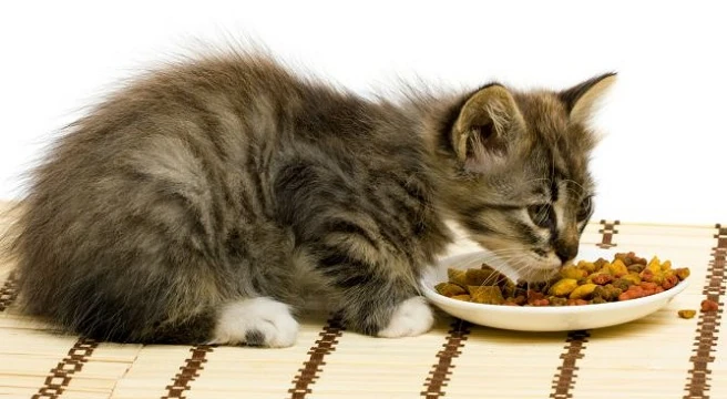 Gato comiendo.jpg