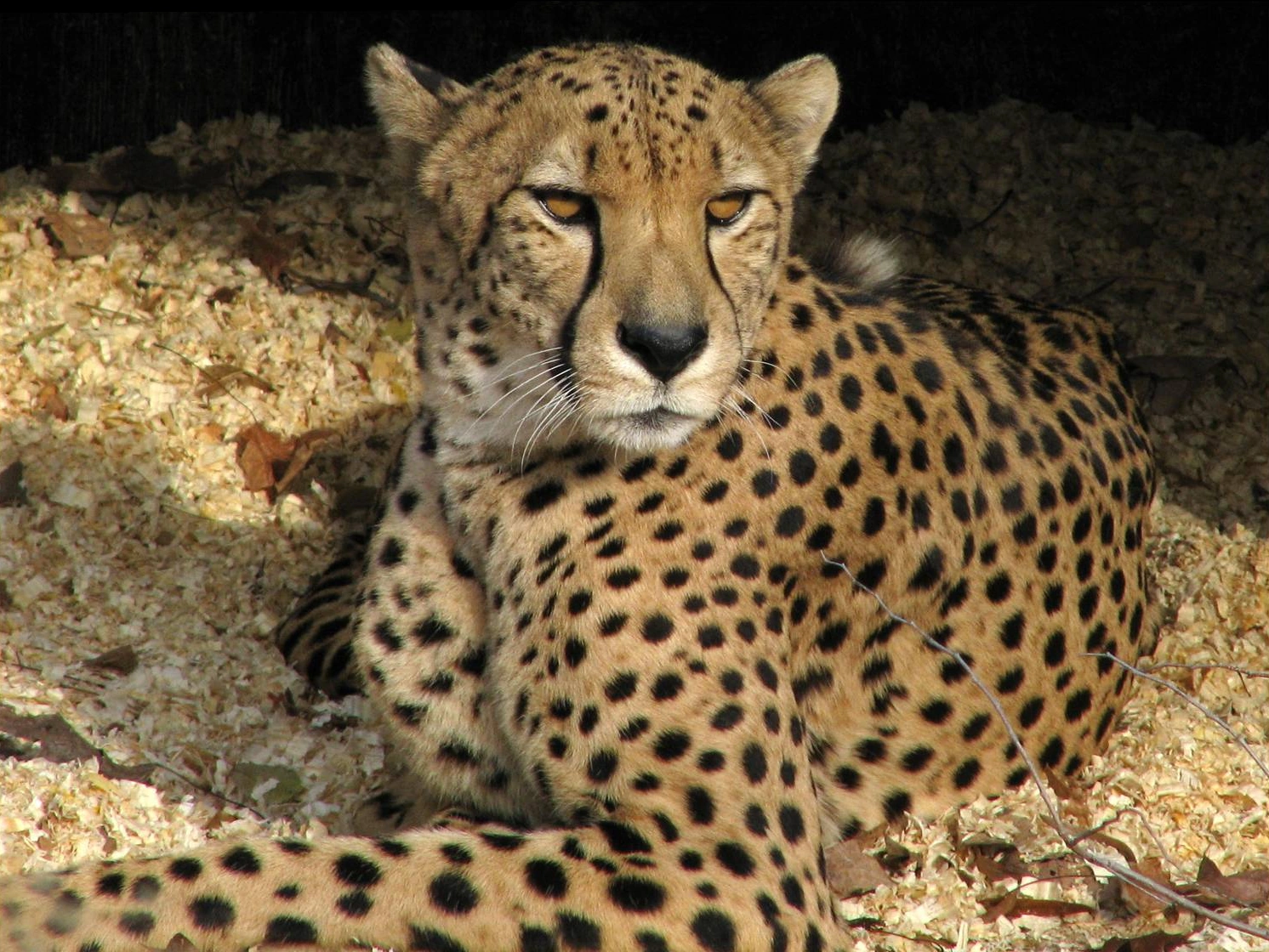 Guepardo - Wiki Reino Animalia