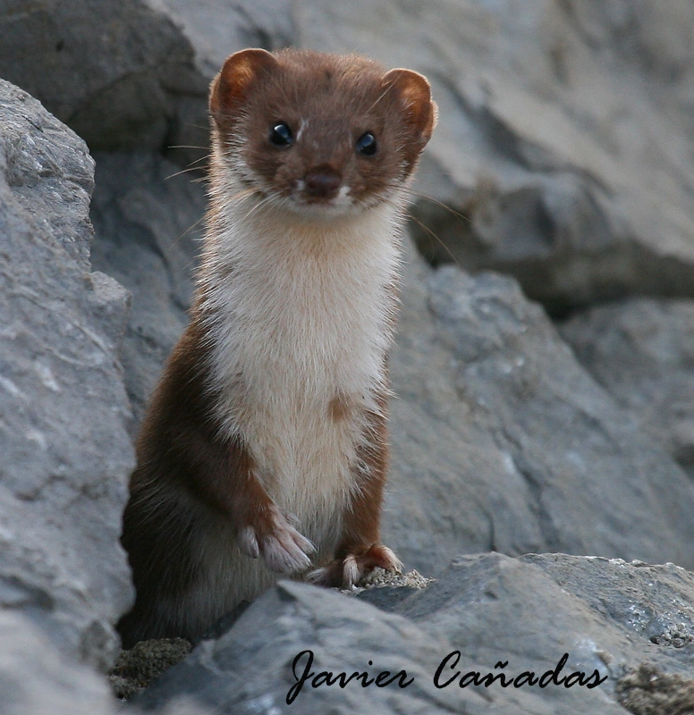 Comadreja Andina - Wiki Reino Animalia - Wikia