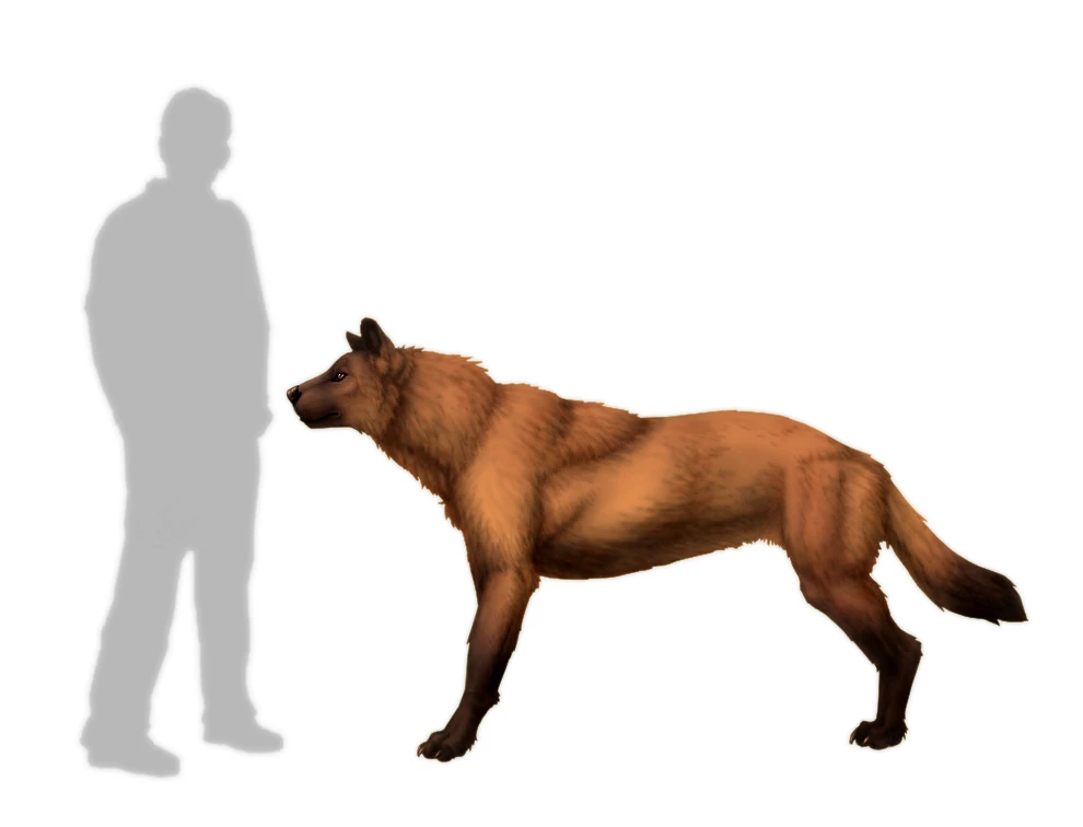 Epicyon - Dinopedia - the free dinosaur encyclopedia