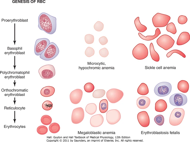 Arquivo:Gênese das hemacias.jpg
