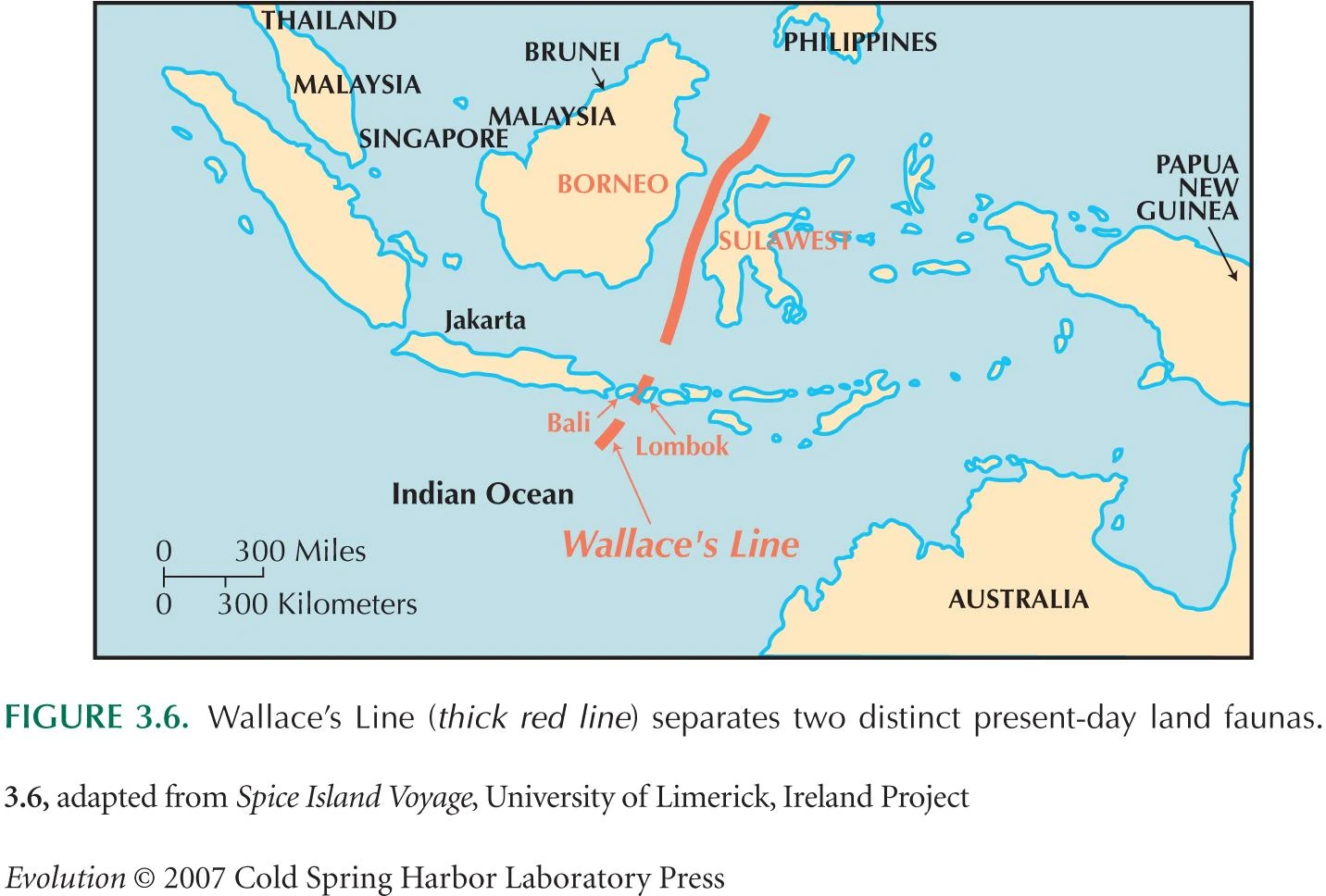 Wallace's Line - DragonflyIssuesInEvolution13 Wiki