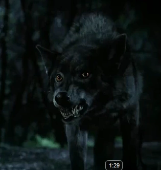 Image - Werewolf.png - The Vampire Diaries Wiki - Episode Guide, Cast ...