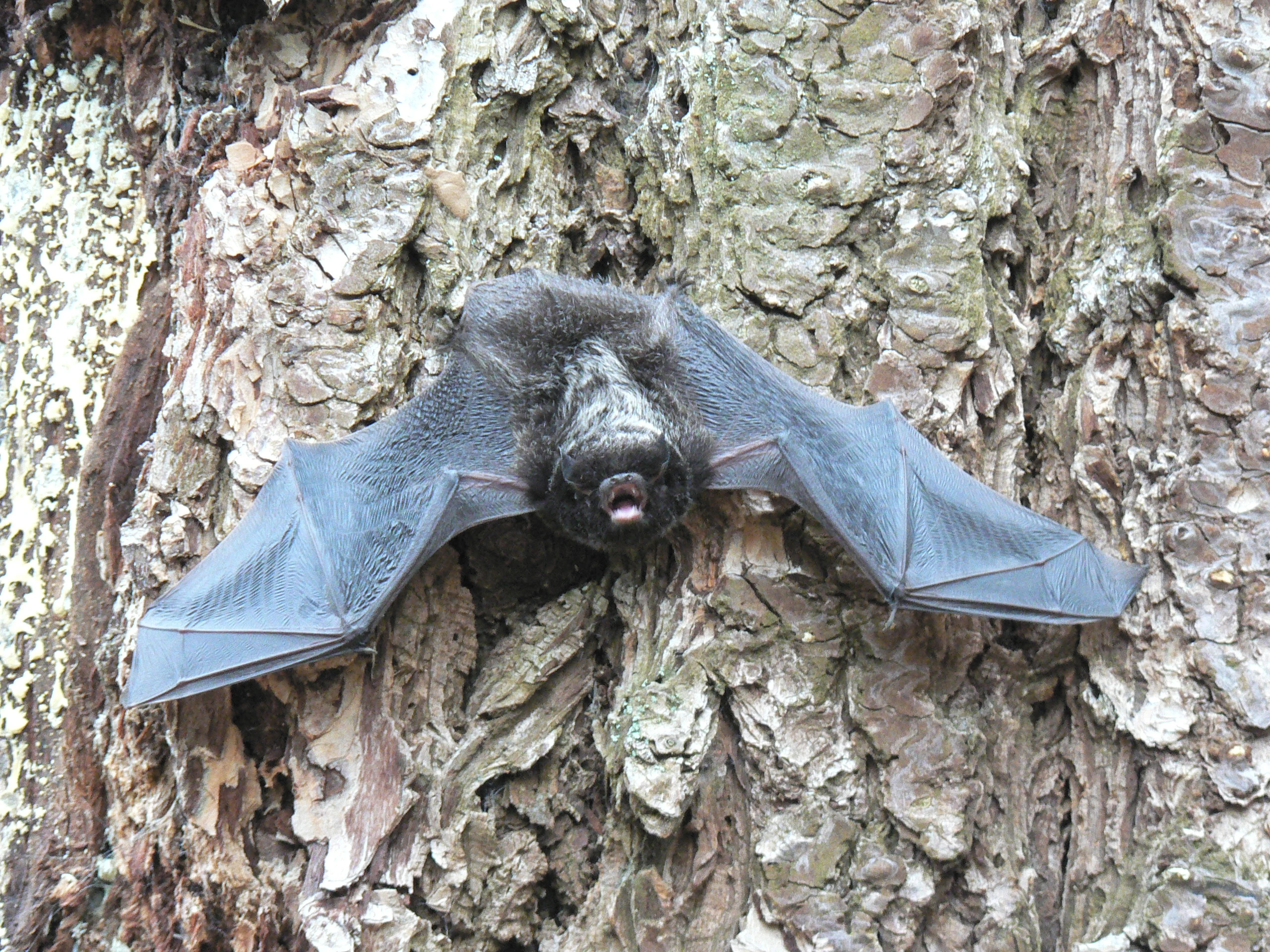 Silverwing (species) - Silverwing Wiki