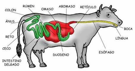 Archivo:Vaca 5.png - Wiki Reino Animalia