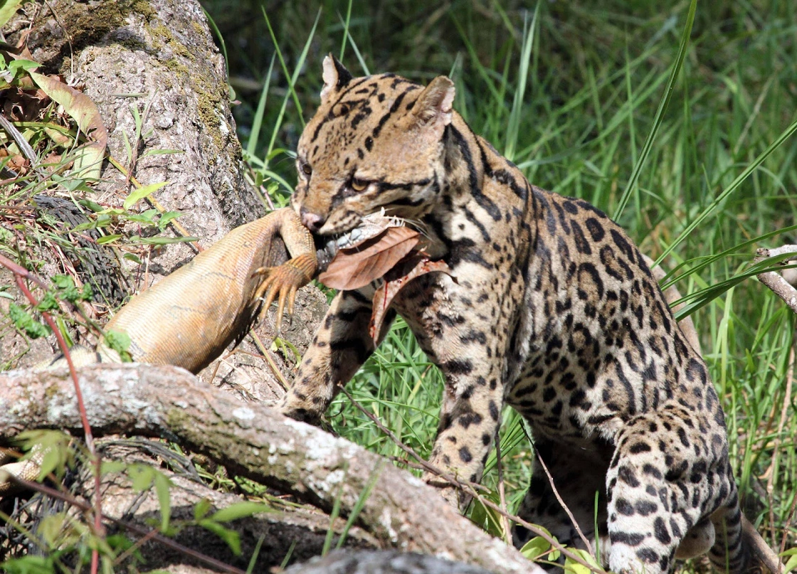 Ocelote - Wiki Reino Animalia