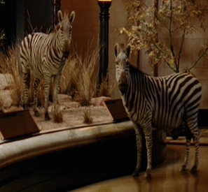 Zebra - Night At The Museum Wiki