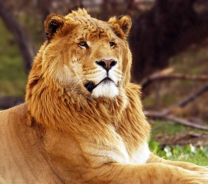 Tigón - Wiki Reino Animalia